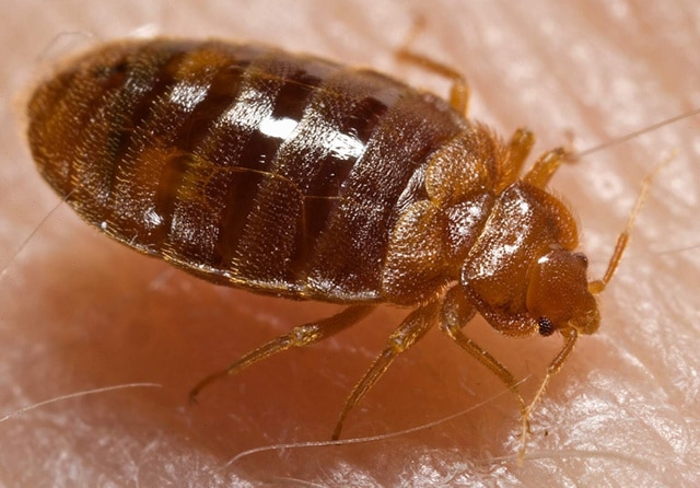 What is the Most Effective Bed Bug Treatment?