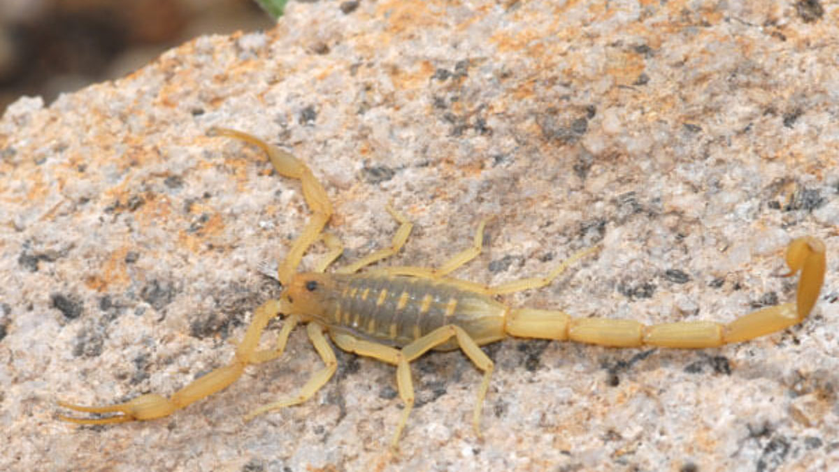 Scorpion Sting On Foot