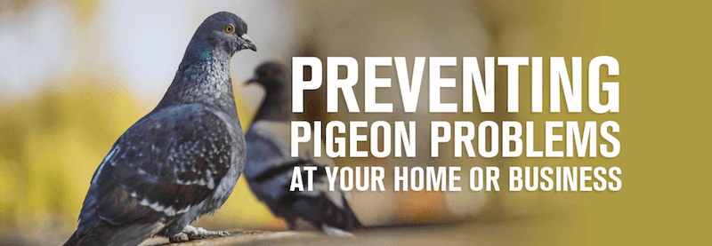 Avoid pigeon problems at your home or business