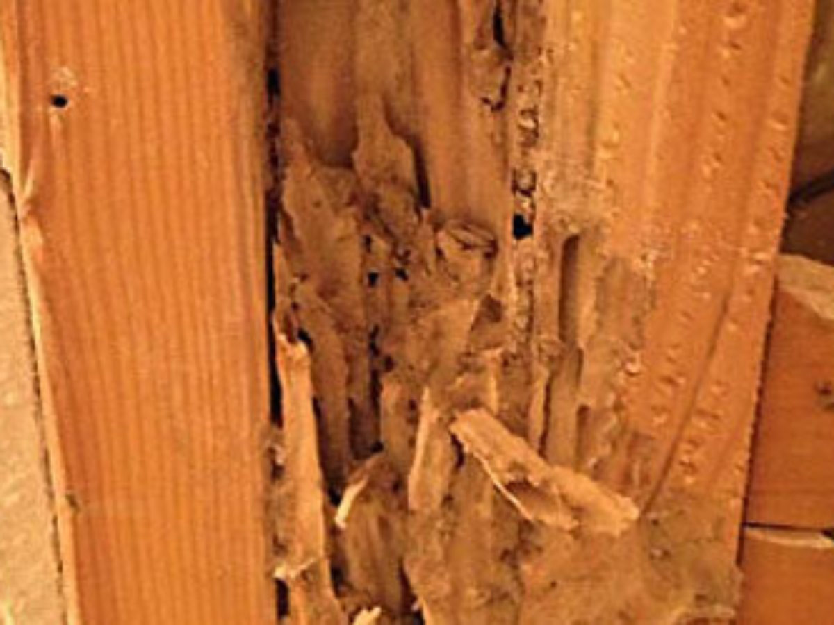 Termites Destroy House