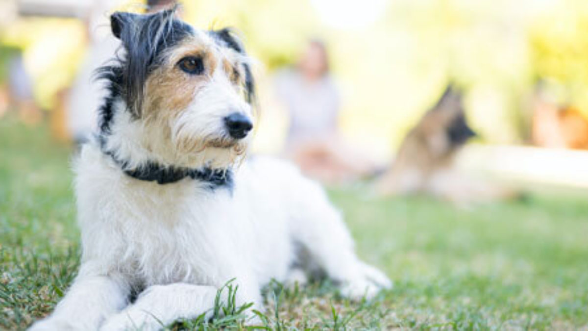 Can A Dog Bark Itself To Death