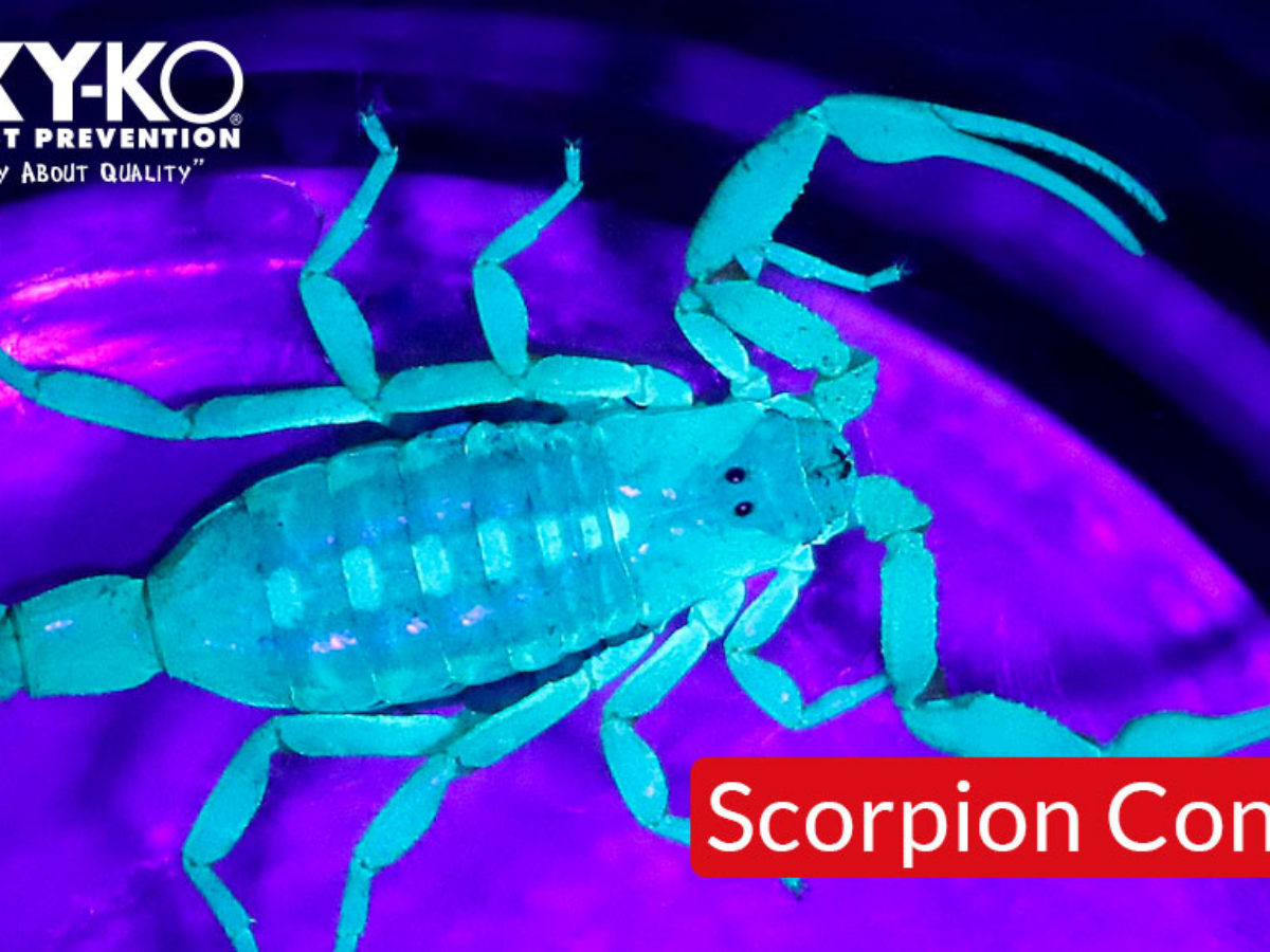 Scorpion Droppings