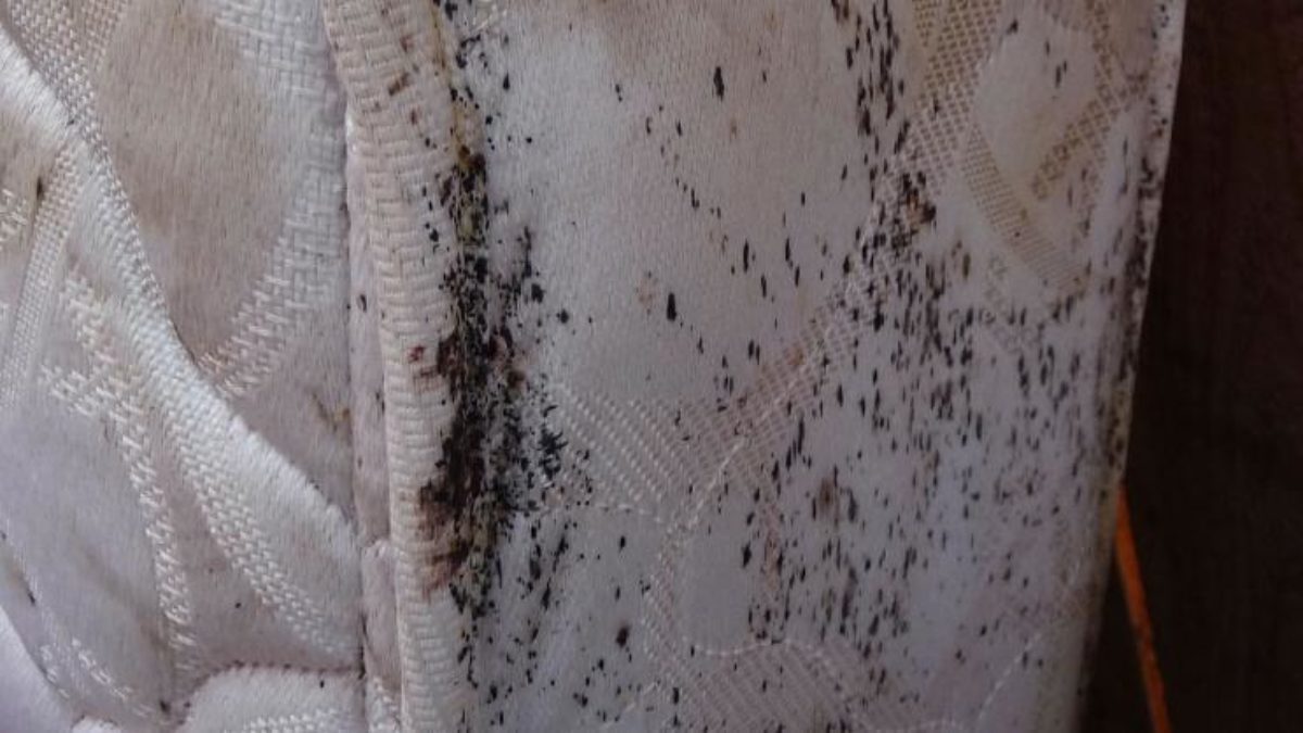 Bed Bugs Rash On Black People