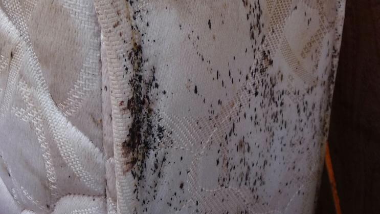 Bed Bug Infestation: All that You Need to Know