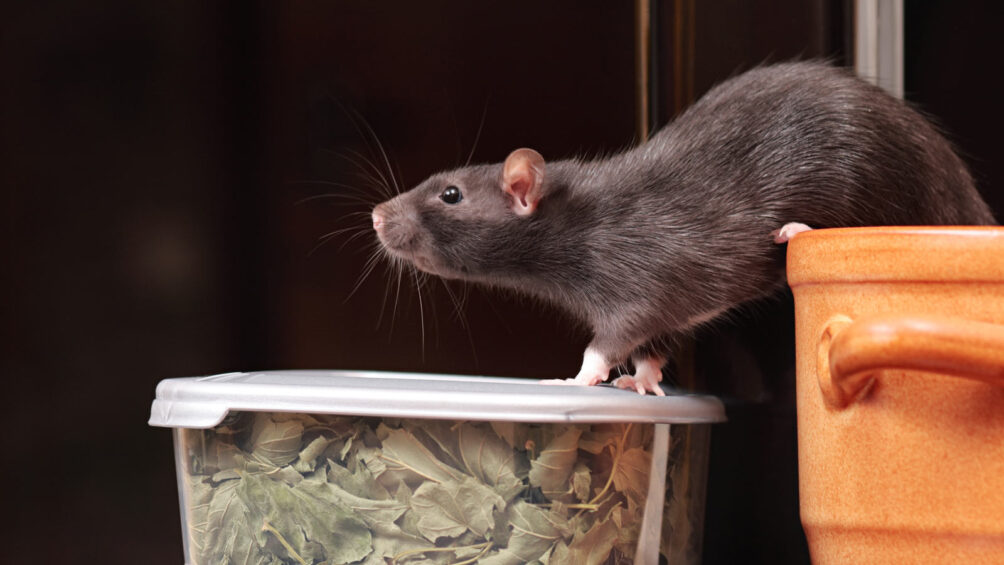 Commercial Pest Control: Signs You Have Rodents - KY-KO Pest Prevention