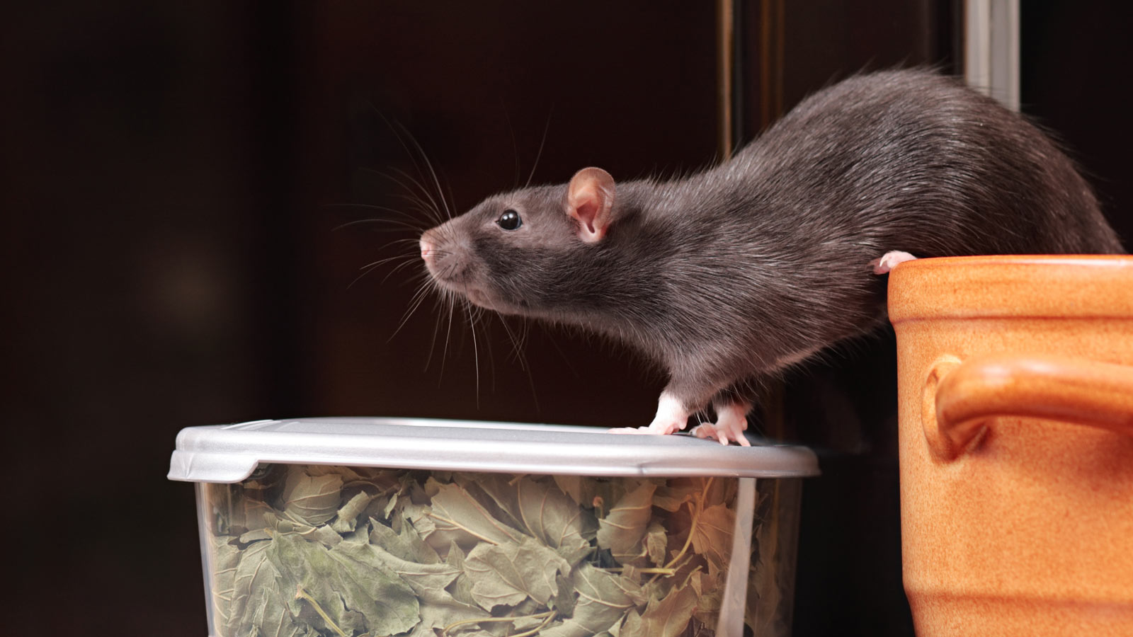 Commercial Pest Control: Signs You Have Rodents
