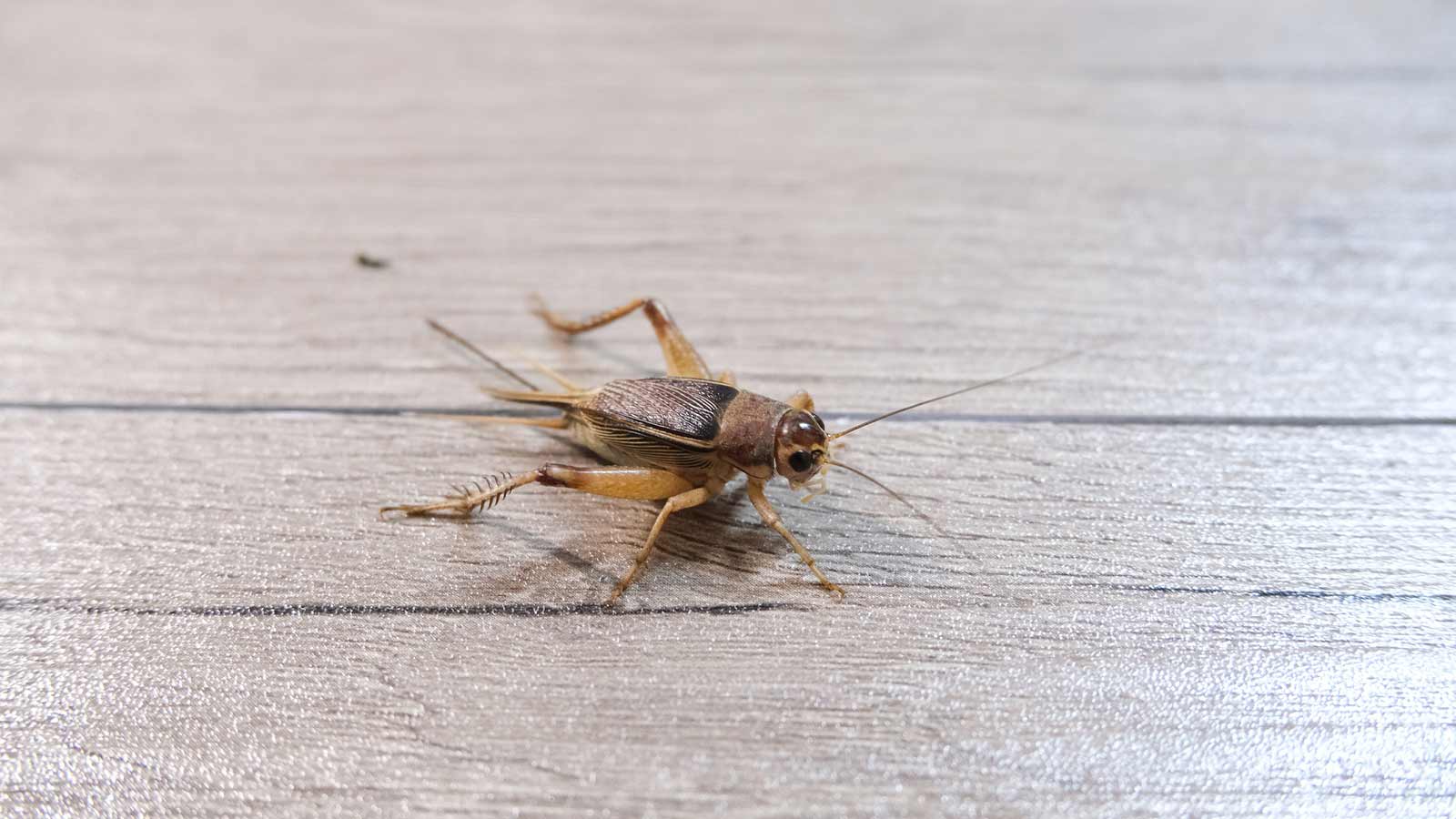 Cricket Invasion: Why Your Home is Under Siege